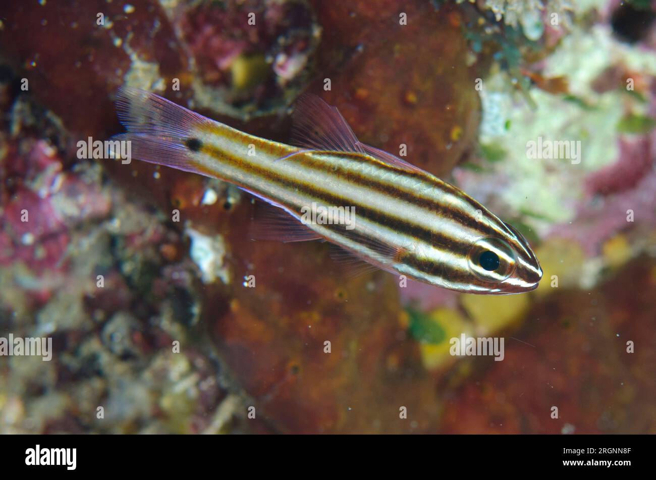 Striped Cardinalfish, Ostorhinchus angustatus, Manta Channel dive site ...