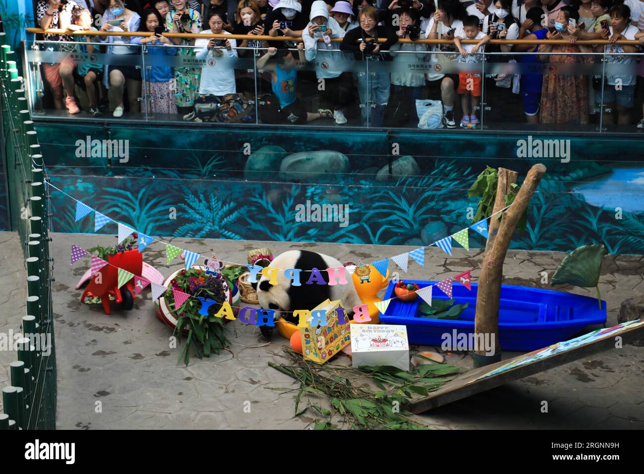 The giant panda Bing Hua celebrates its 9th birthday at Shenyang Forest ...