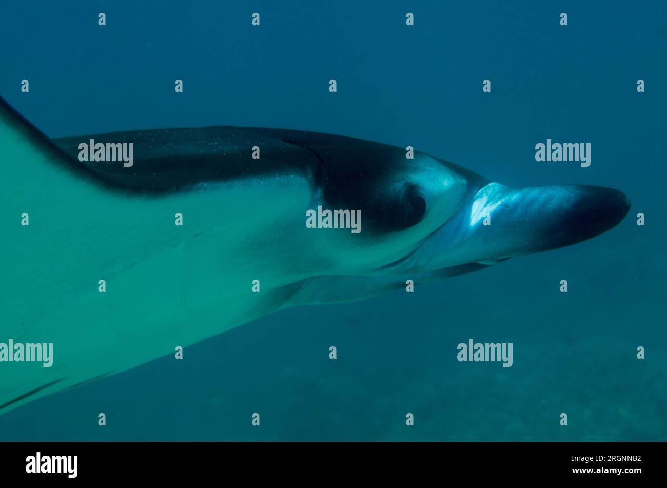 Reef Manta Ray, Mobula alfredi, classified as Vulnerable, cephalic fins ...