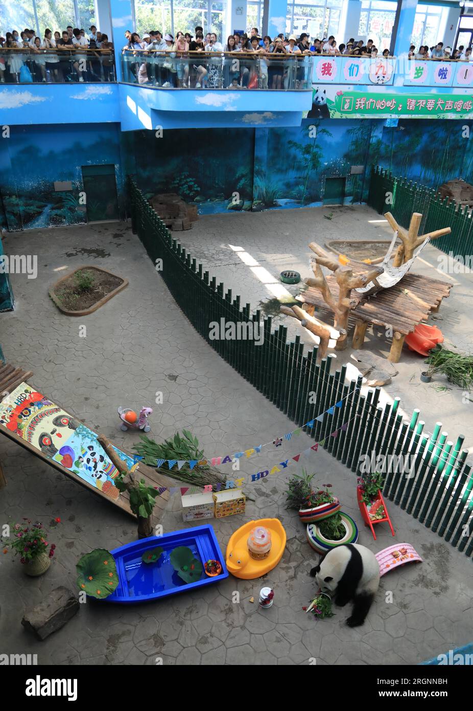 The giant panda Bing Hua celebrates its 9th birthday at Shenyang Forest ...