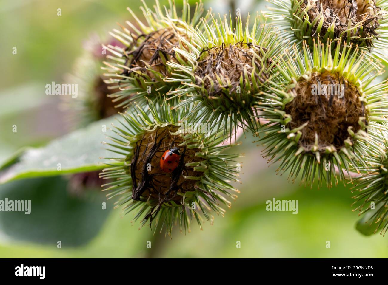 Ladybug on thistle Stock Photo - Alamy