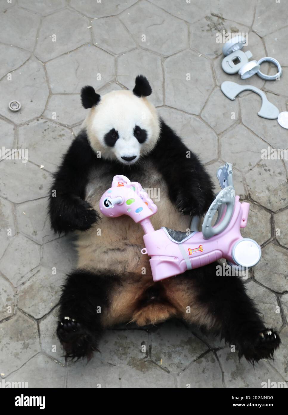The giant panda Bing Hua celebrates its 9th birthday at Shenyang Forest ...