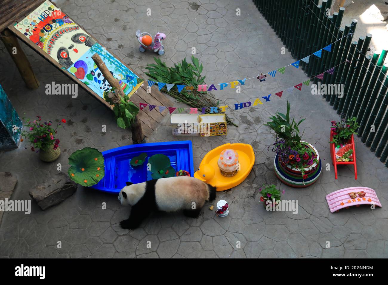 The giant panda Bing Hua celebrates its 9th birthday at Shenyang Forest ...