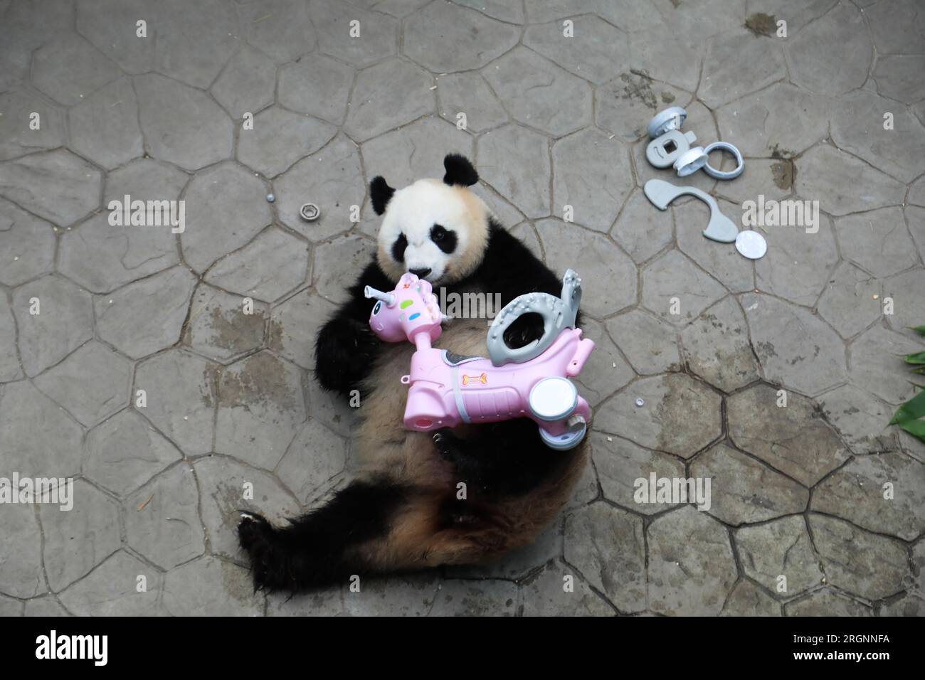 The giant panda Bing Hua celebrates its 9th birthday at Shenyang Forest ...