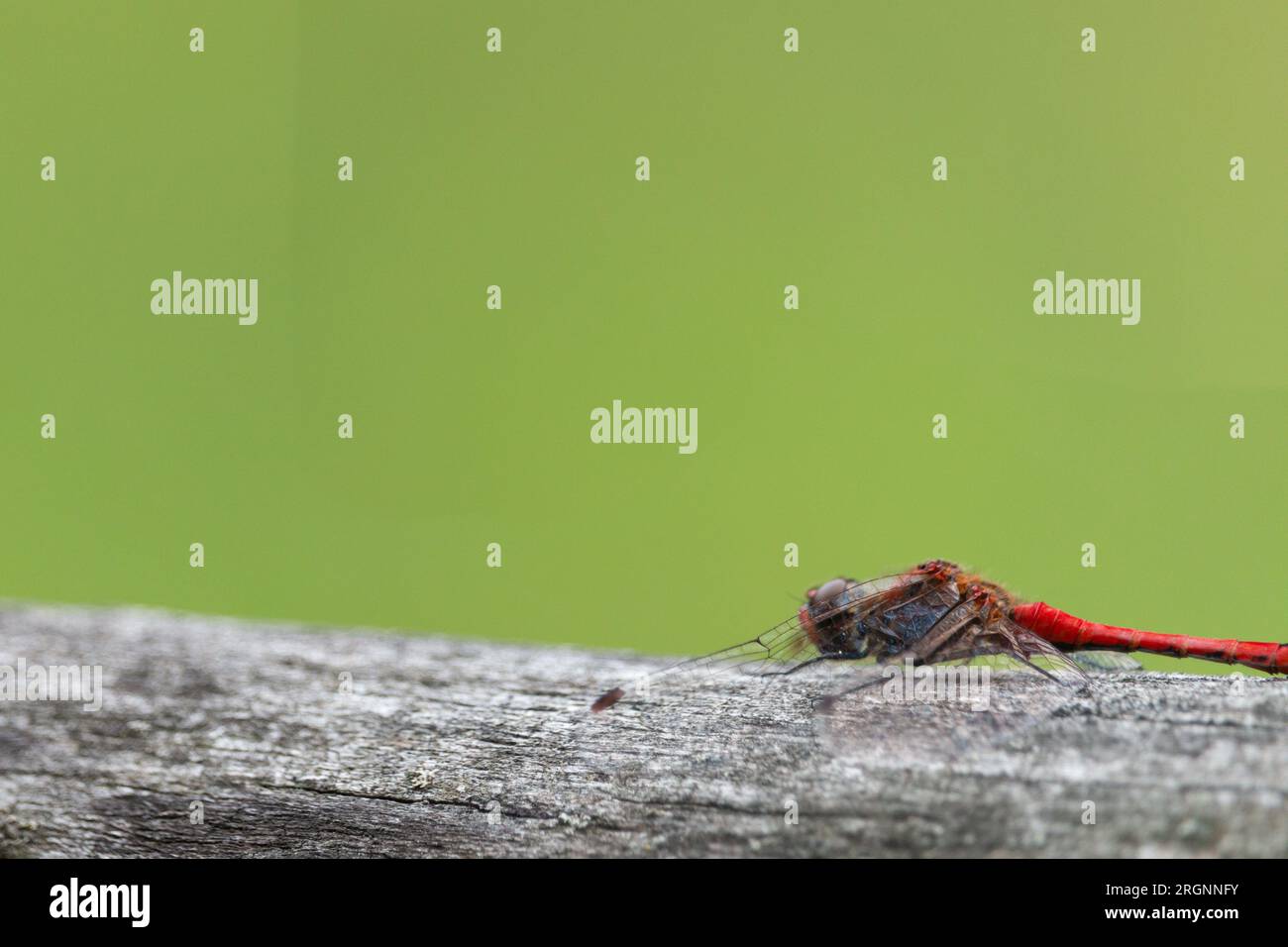 Red dragonfly known as the red-veined darter, Sympetrum fonscolombii ...