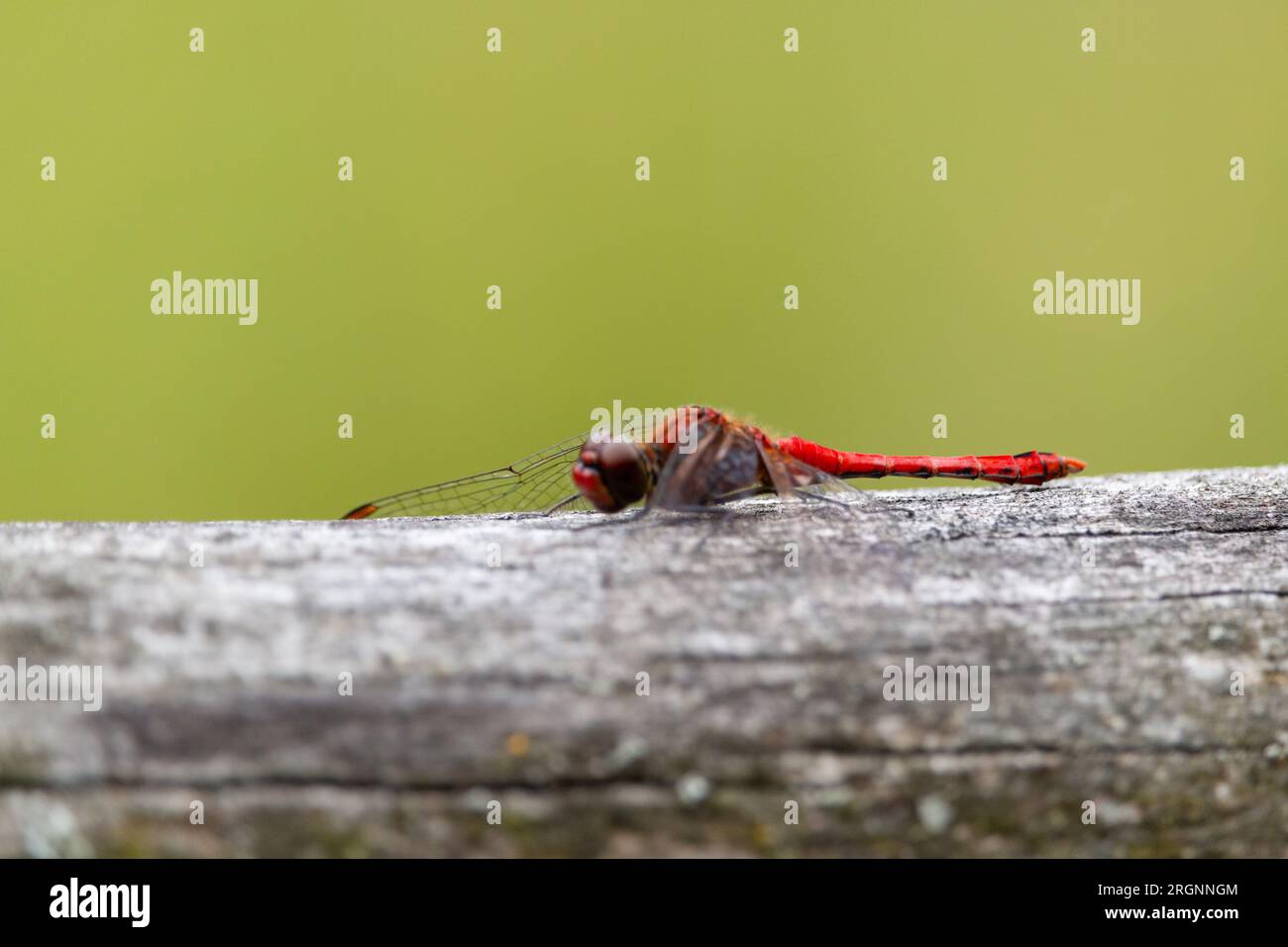 Red dragonfly known as the red-veined darter, Sympetrum fonscolombii ...