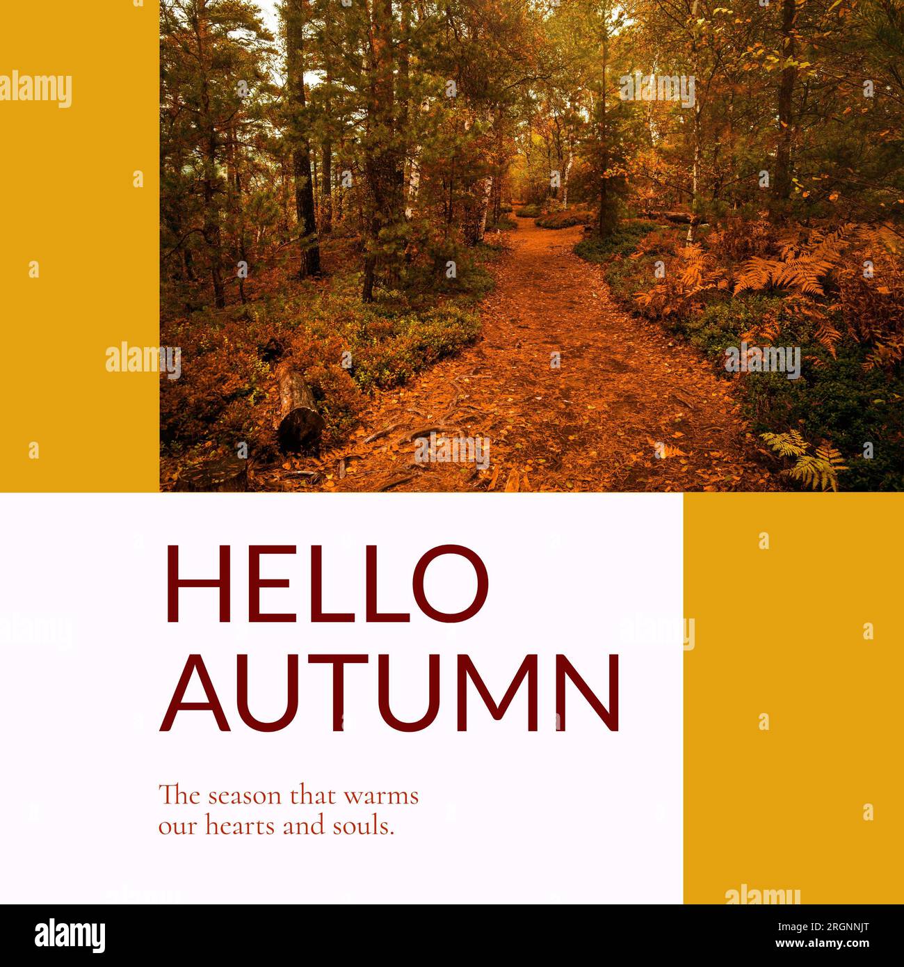 Composite of hello autumn text over autumn forest Stock Photo - Alamy