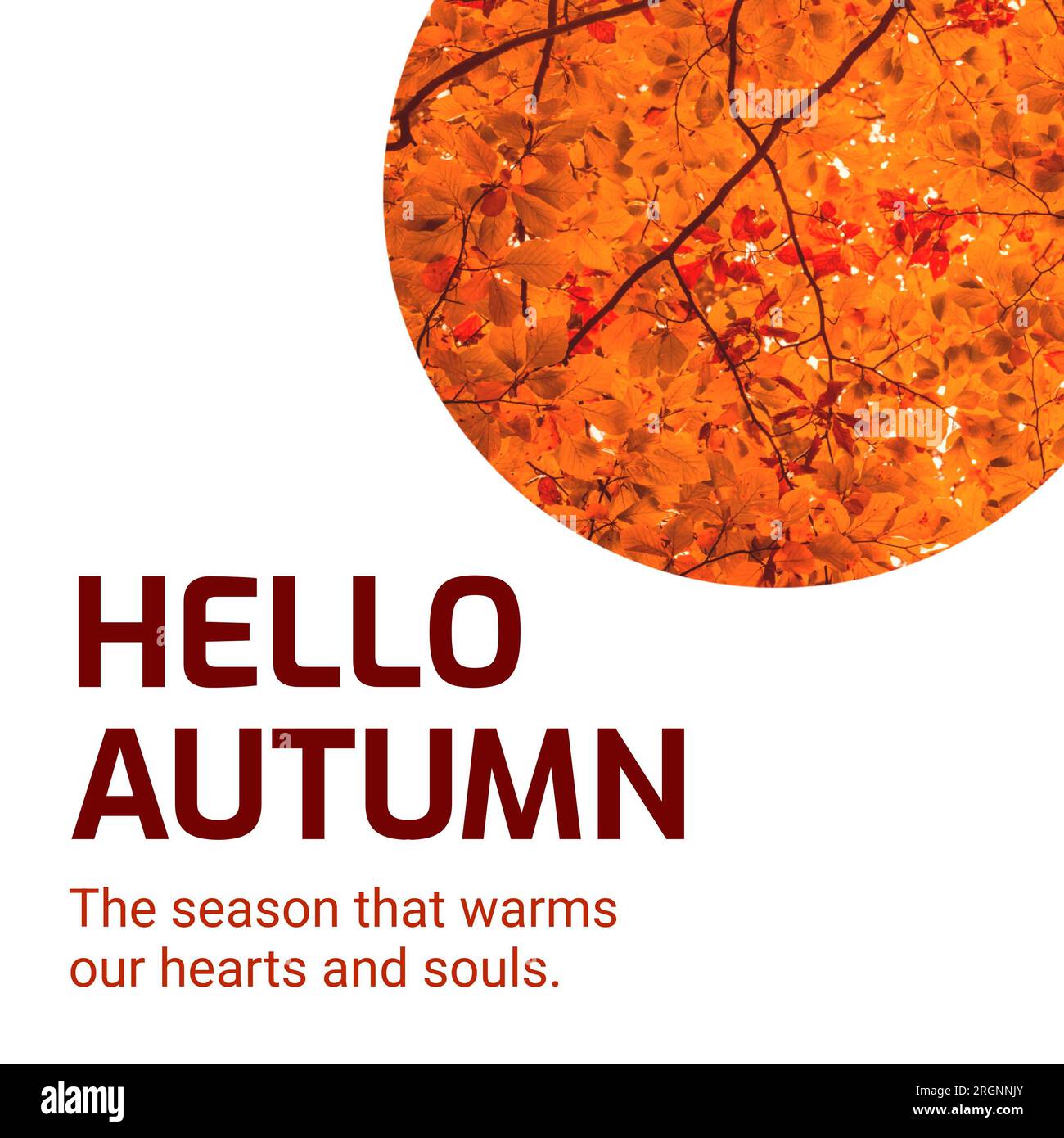 Composite of hello autumn text over autumn leaves on white background ...