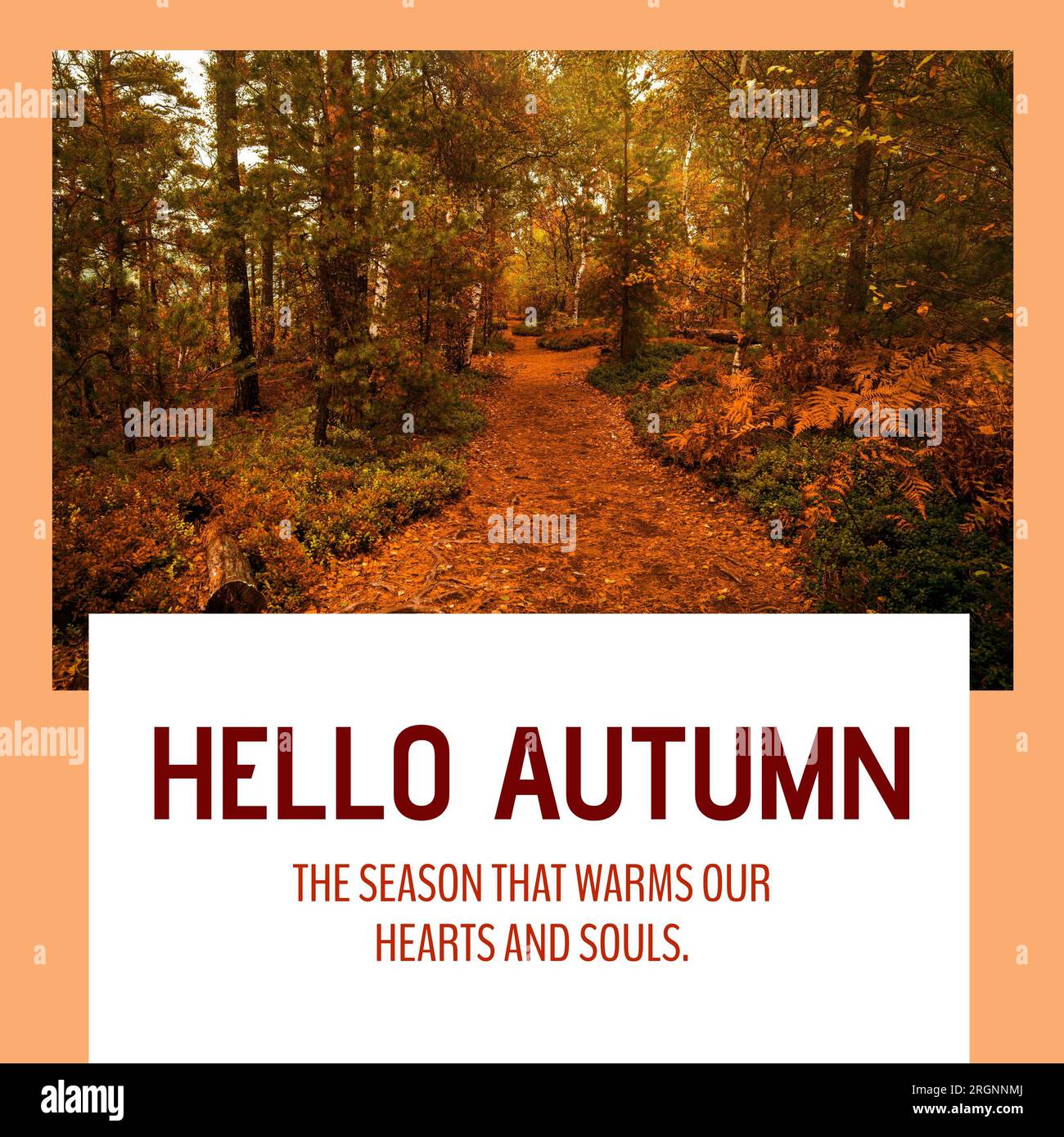 Composite of hello autumn text over autumn forest Stock Photo - Alamy