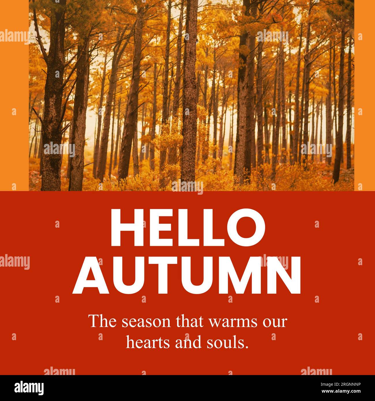 Composite of hello autumn text over autumn forest Stock Photo - Alamy