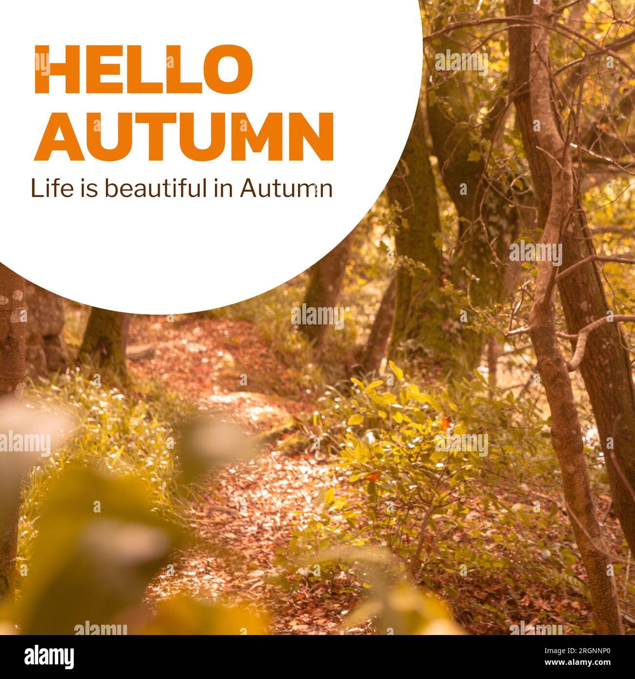 Composite of hello autumn text over autumn trees Stock Photo - Alamy