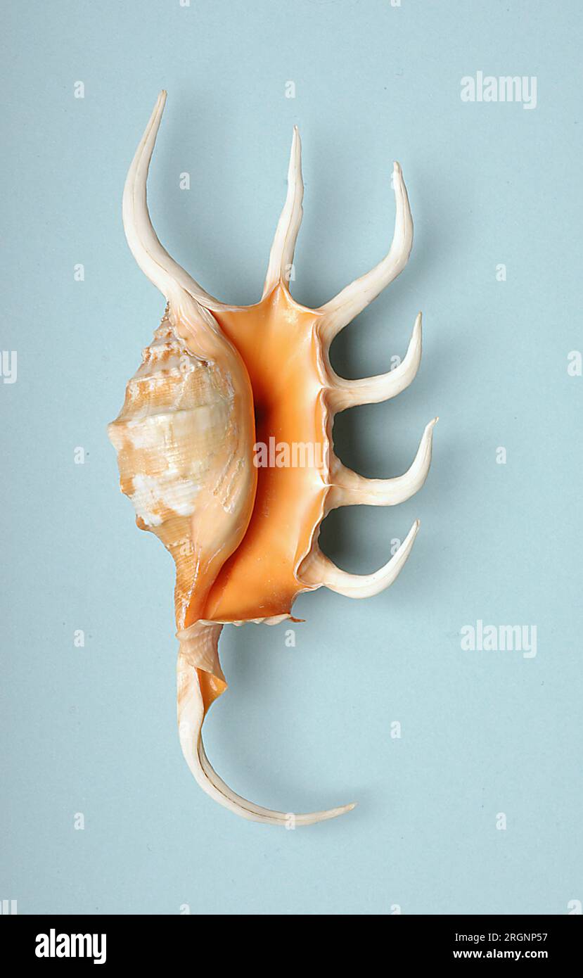 Lambis crocata, Strombidae Stock Photo - Alamy