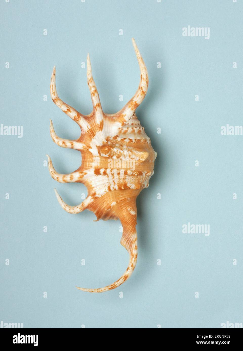 Lambis crocata, Strombidae Stock Photo - Alamy