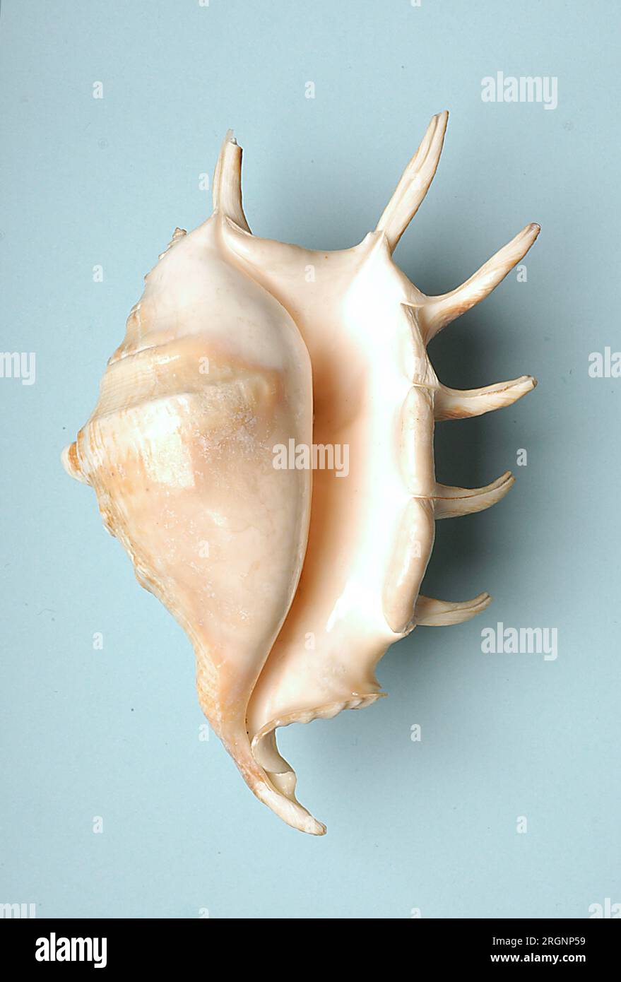 Lambis lambis, Strombidae Stock Photo - Alamy