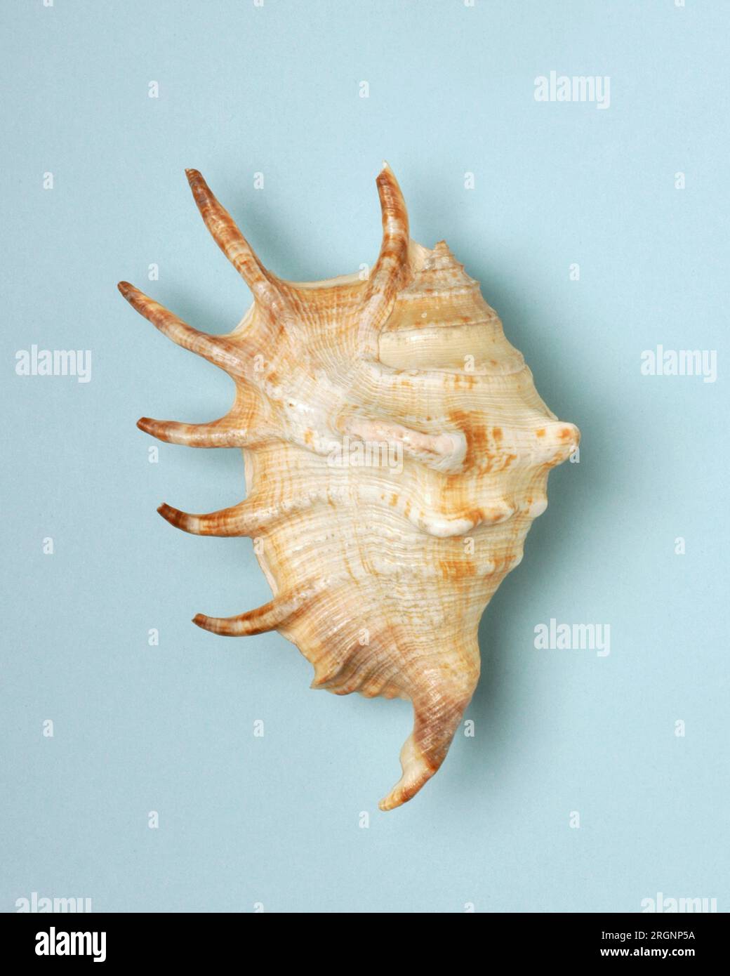Lambis lambis, Strombidae Stock Photo - Alamy