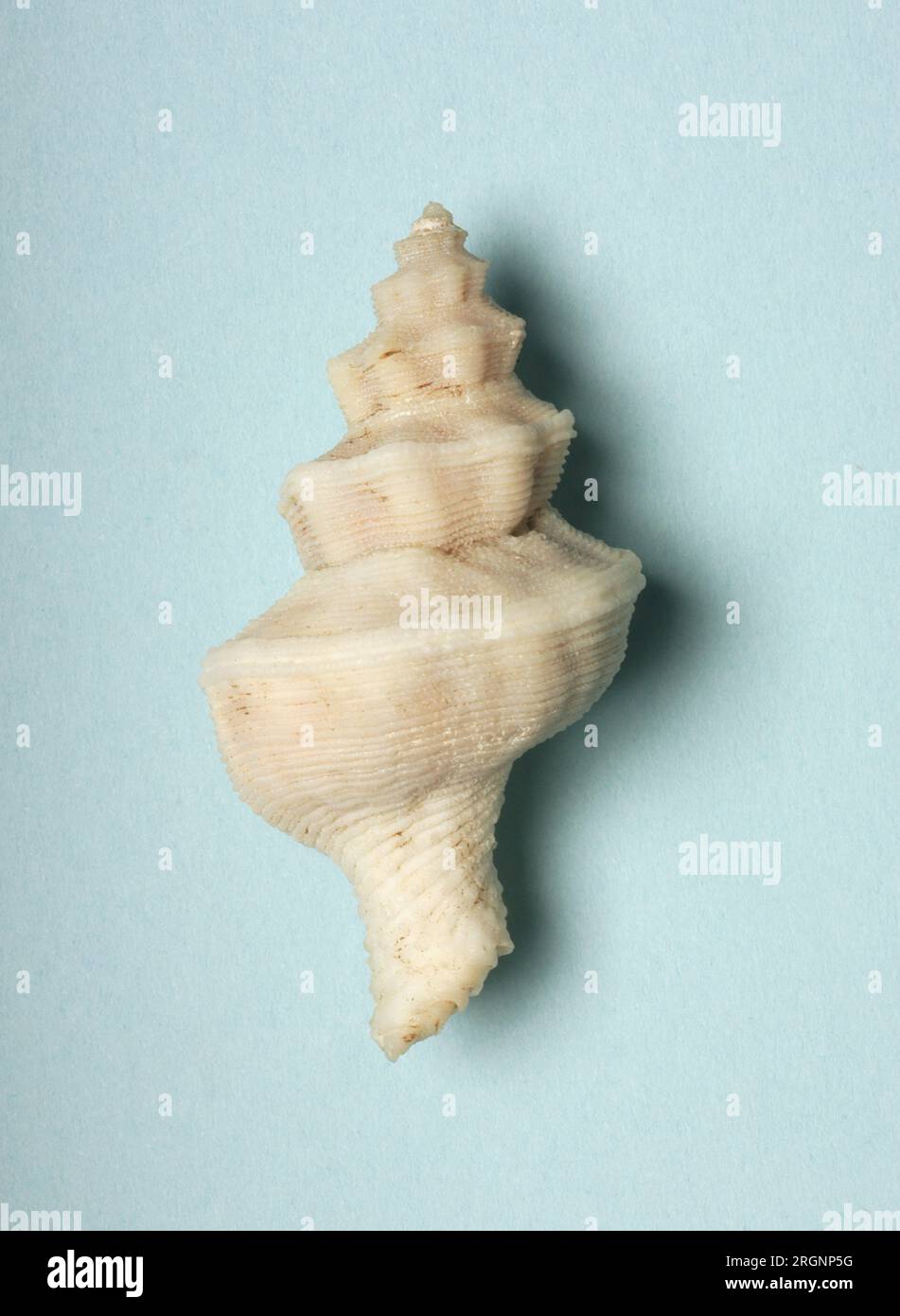 Mipus gyratus hi-res stock photography and images - Alamy