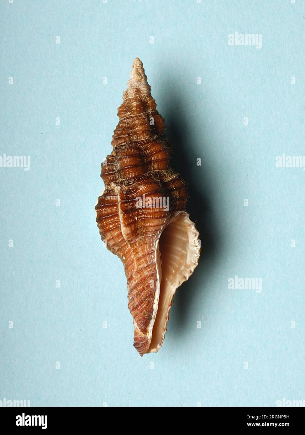 Polygona infundibulum, Fascicolariidae Stock Photo - Alamy