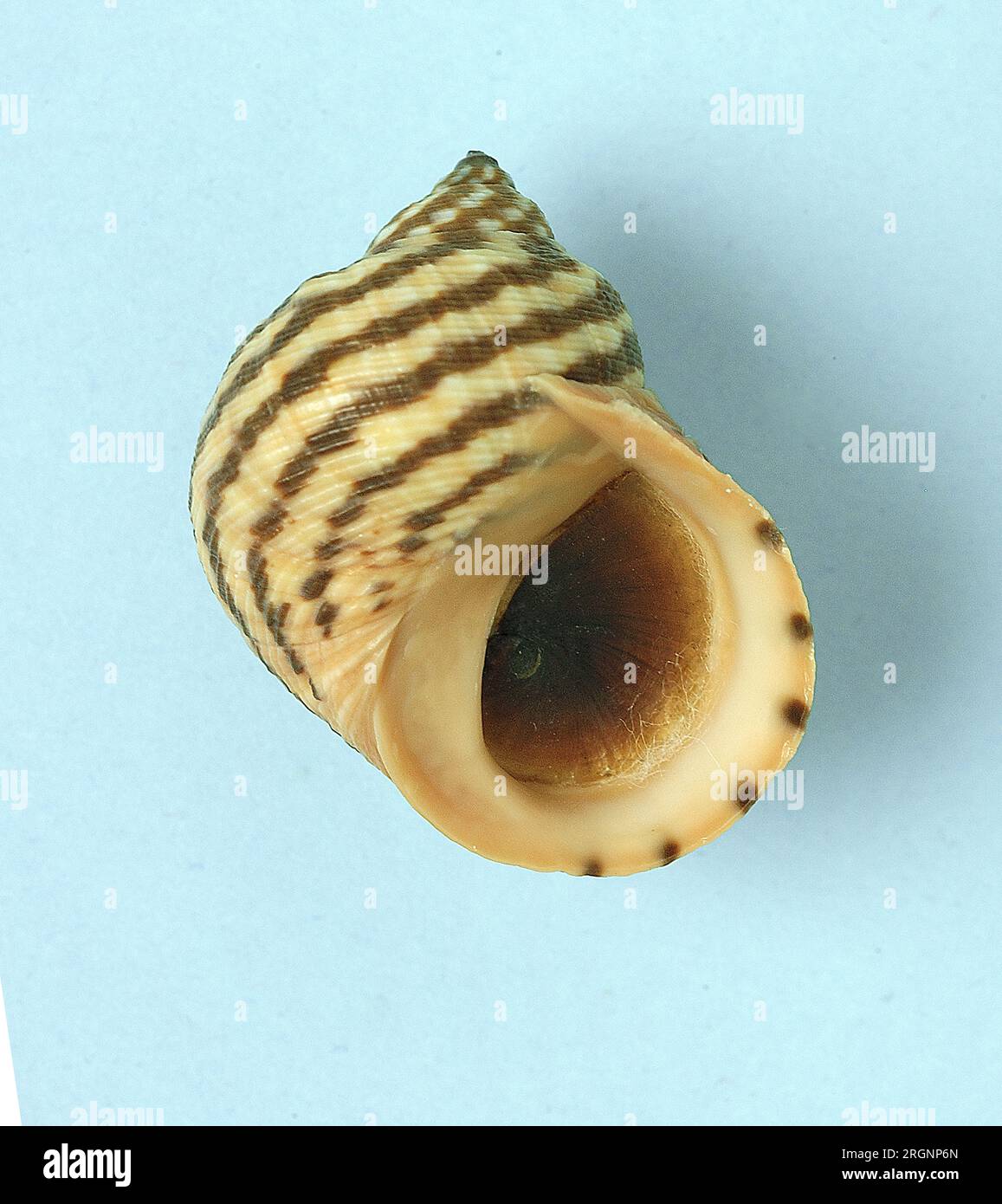 Littoraria zebra, Littorinidae Stock Photo - Alamy
