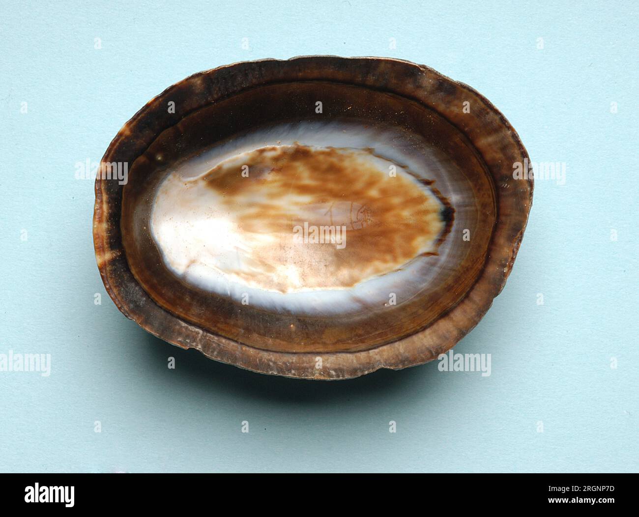 Lottia gigantea, Lottiidae Stock Photo - Alamy