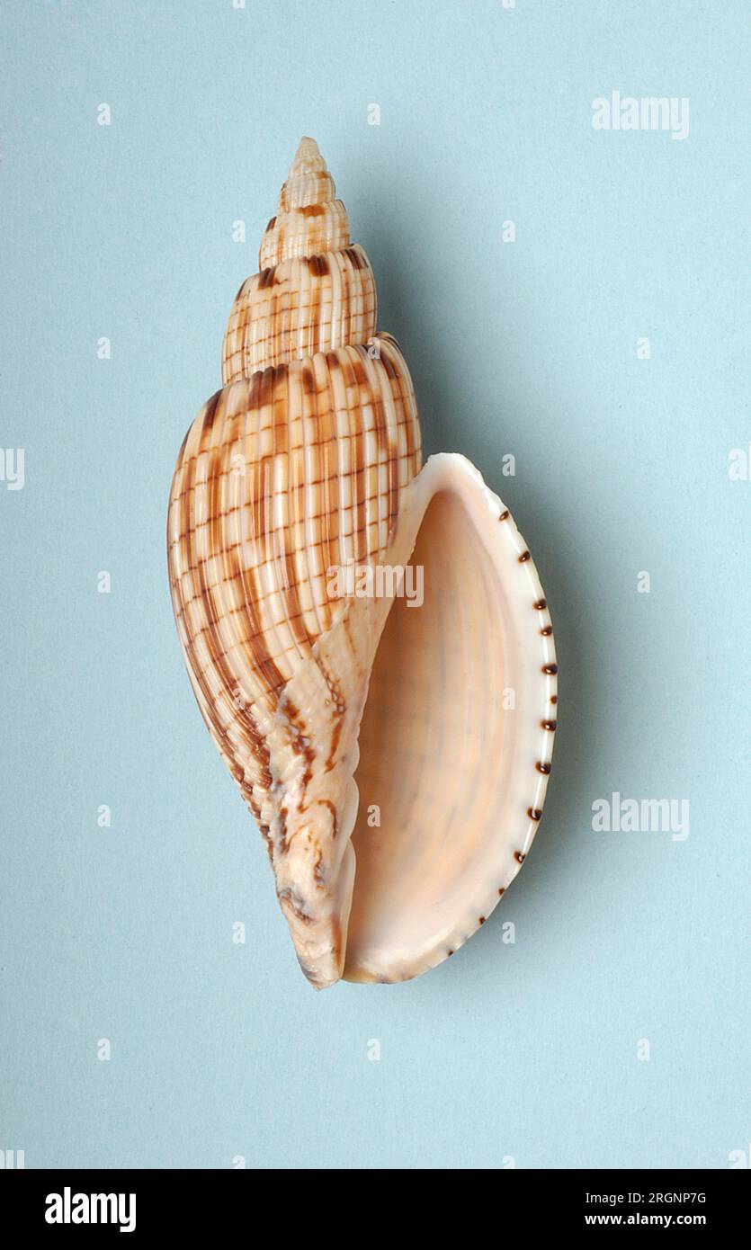 Callipara kurodai hi-res stock photography and images - Alamy