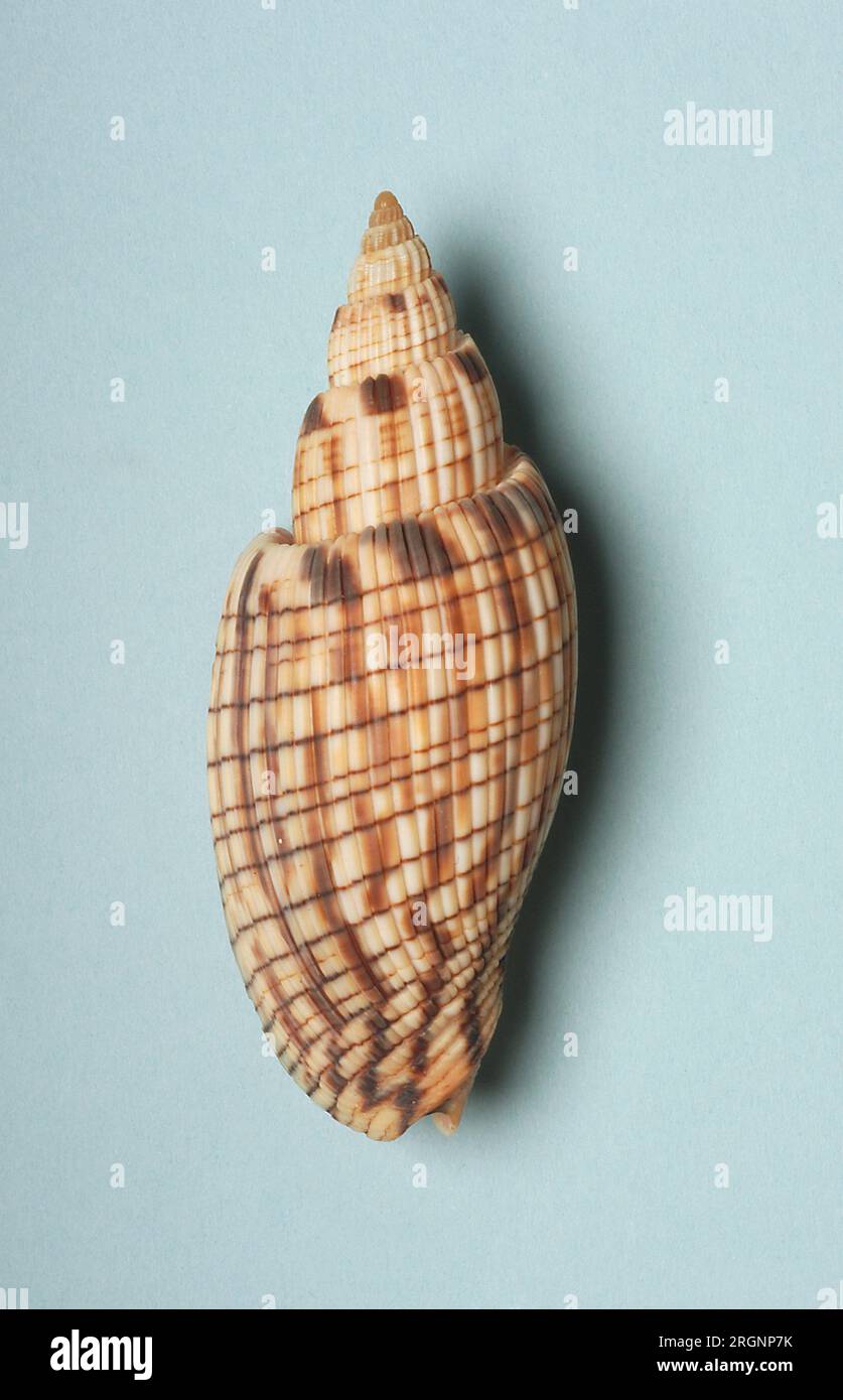 Callipara kurodai, Volutidae Stock Photo - Alamy