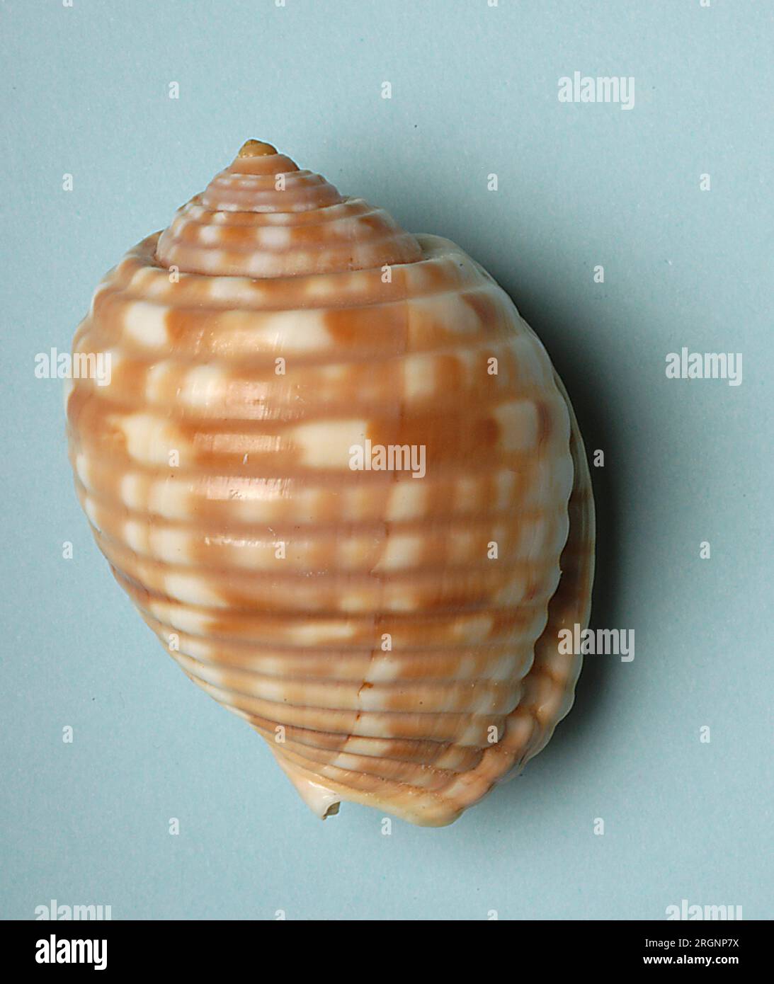 Malea hi-res stock photography and images - Alamy