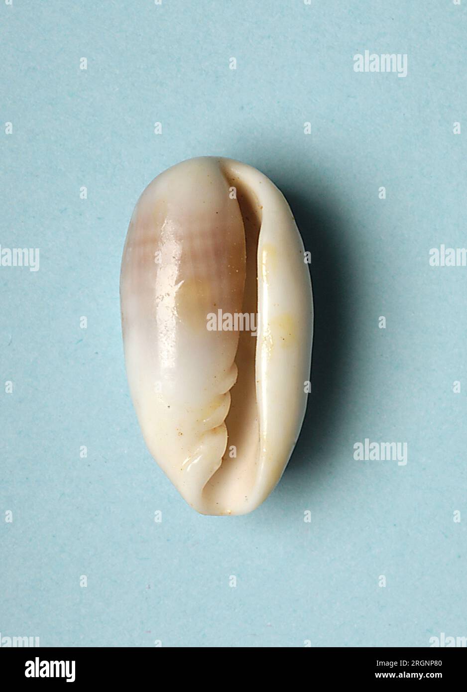 Volvarina angustata hi-res stock photography and images - Alamy