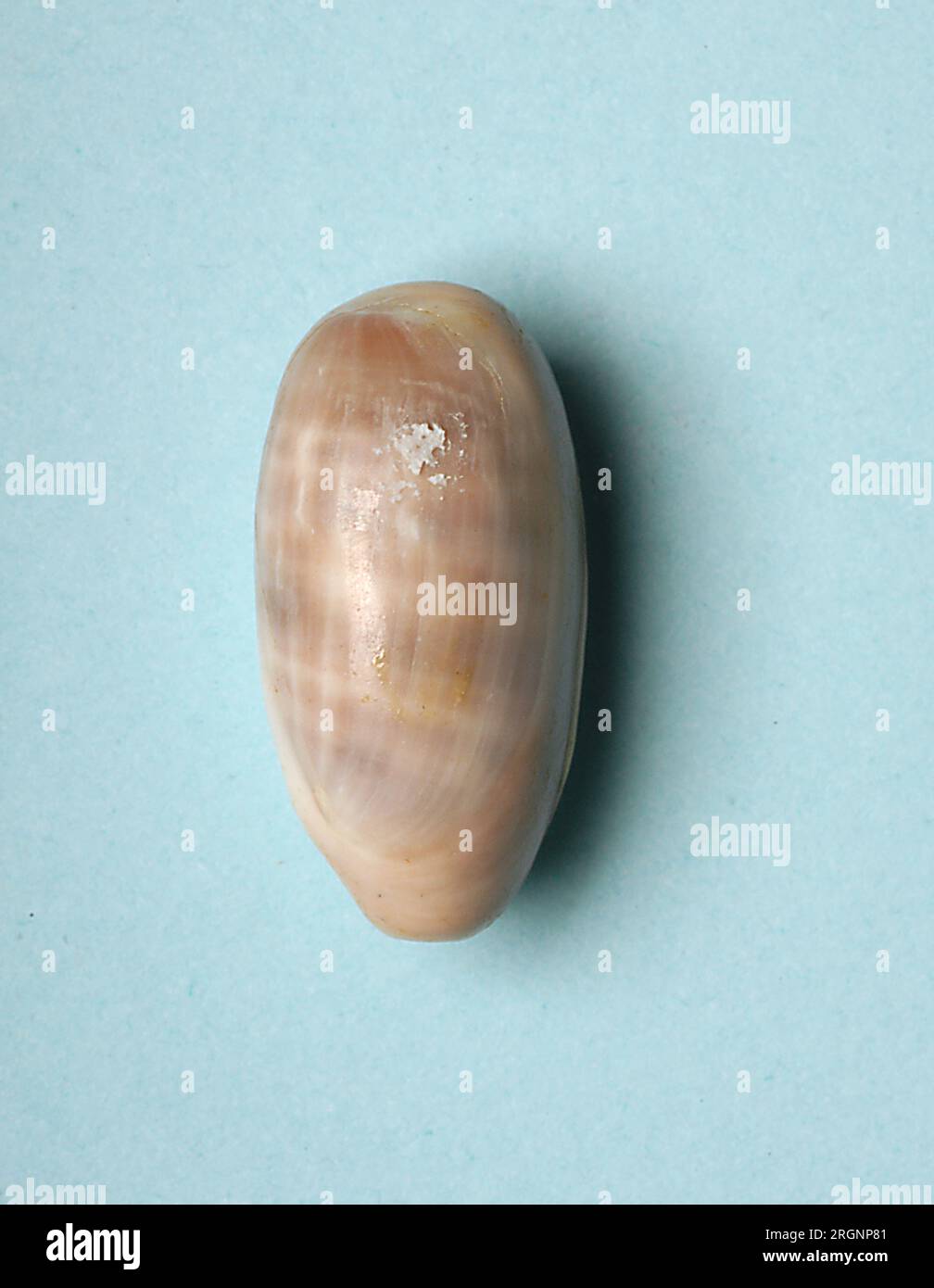 Marginellidae hi-res stock photography and images - Alamy