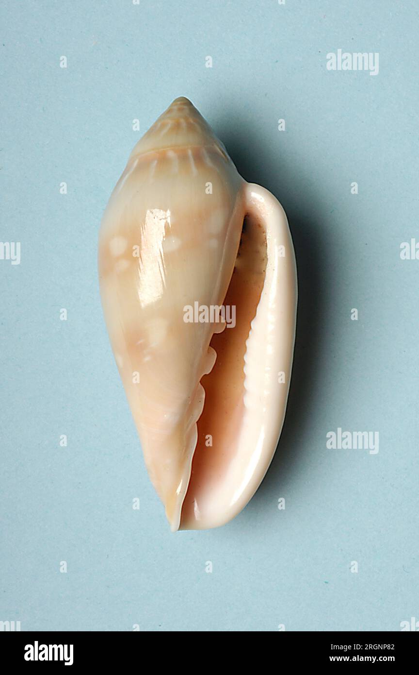 Marginella hi-res stock photography and images - Alamy