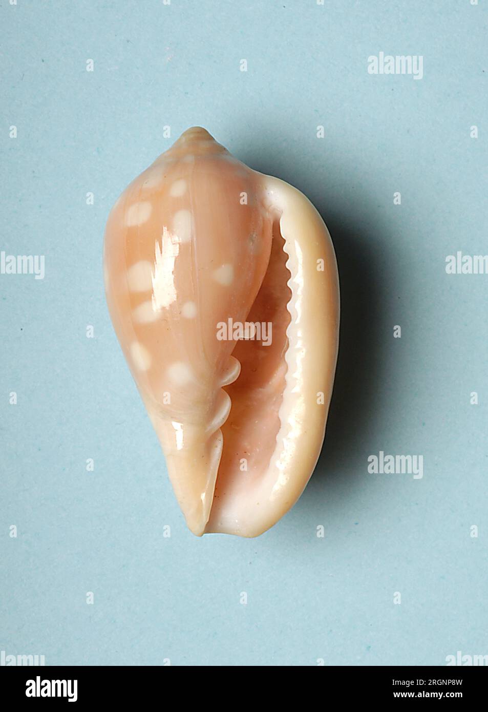 Marginellidae hi-res stock photography and images - Alamy