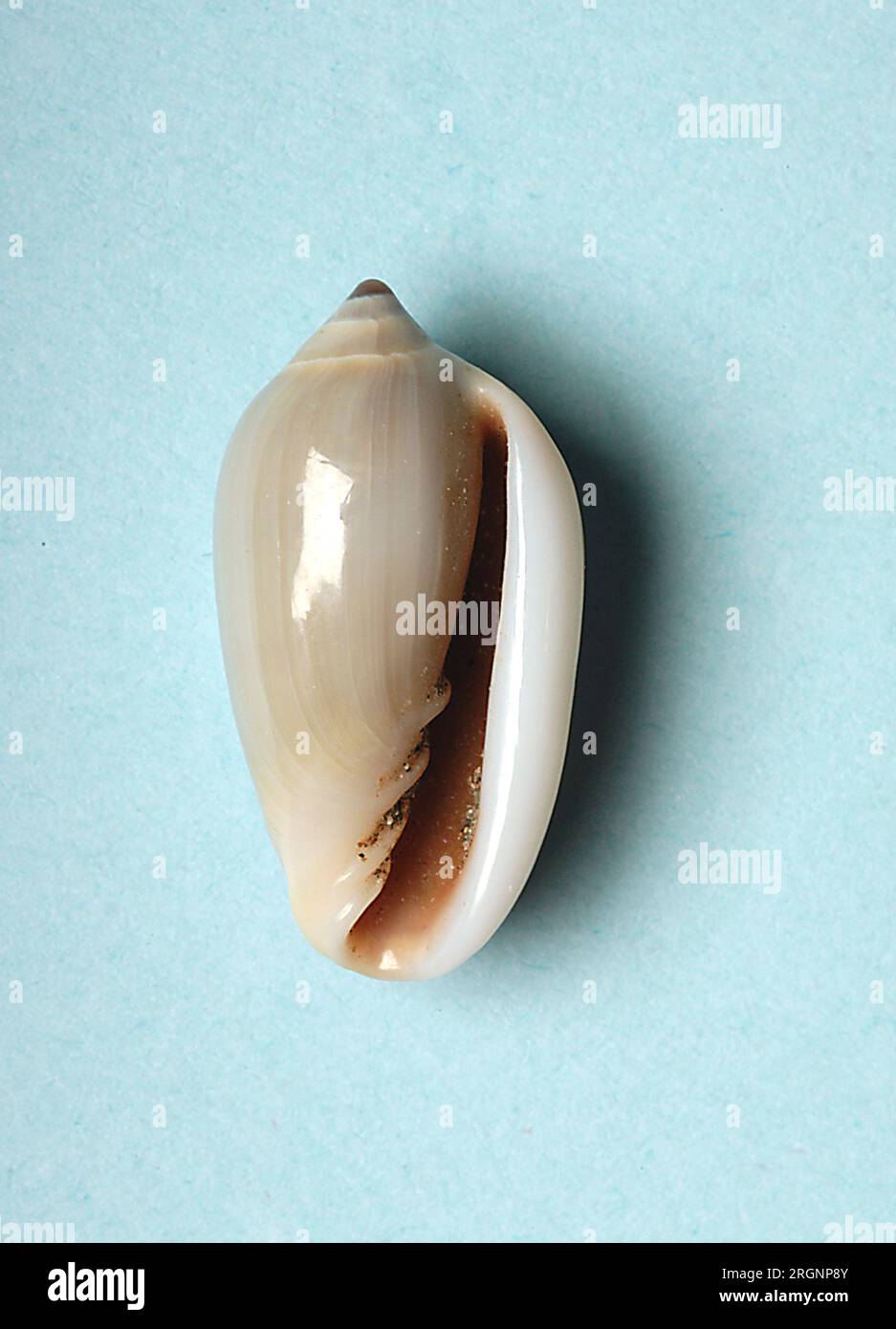 Marginellidae hi-res stock photography and images - Alamy