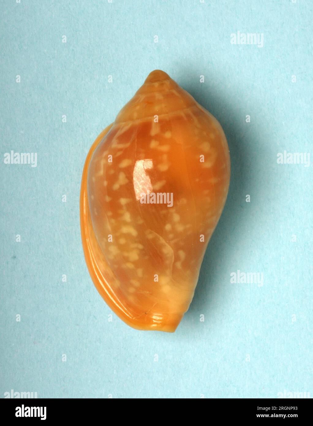 Marginella sebastiani, Marginellidae Stock Photo - Alamy