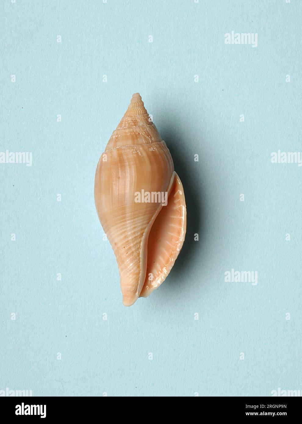 Metula hi-res stock photography and images - Alamy