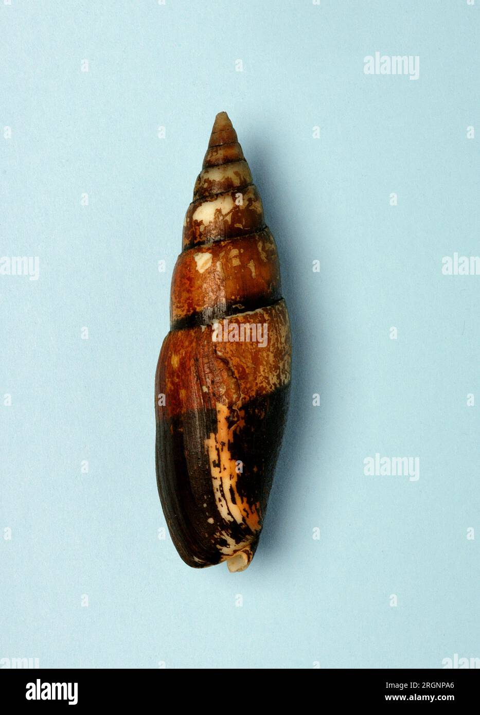 Episcomitra zonata, Mitridae Stock Photo - Alamy