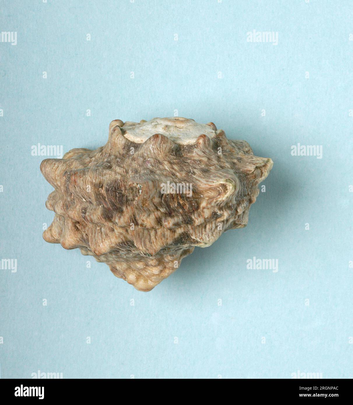 Tectum hi-res stock photography and images - Alamy