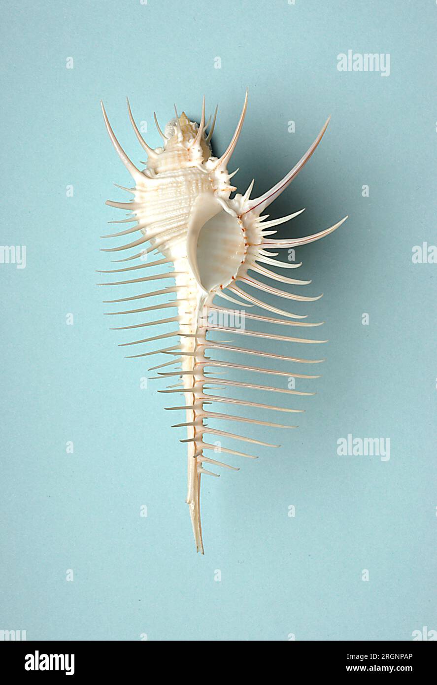 Murex pecten hi-res stock photography and images - Alamy