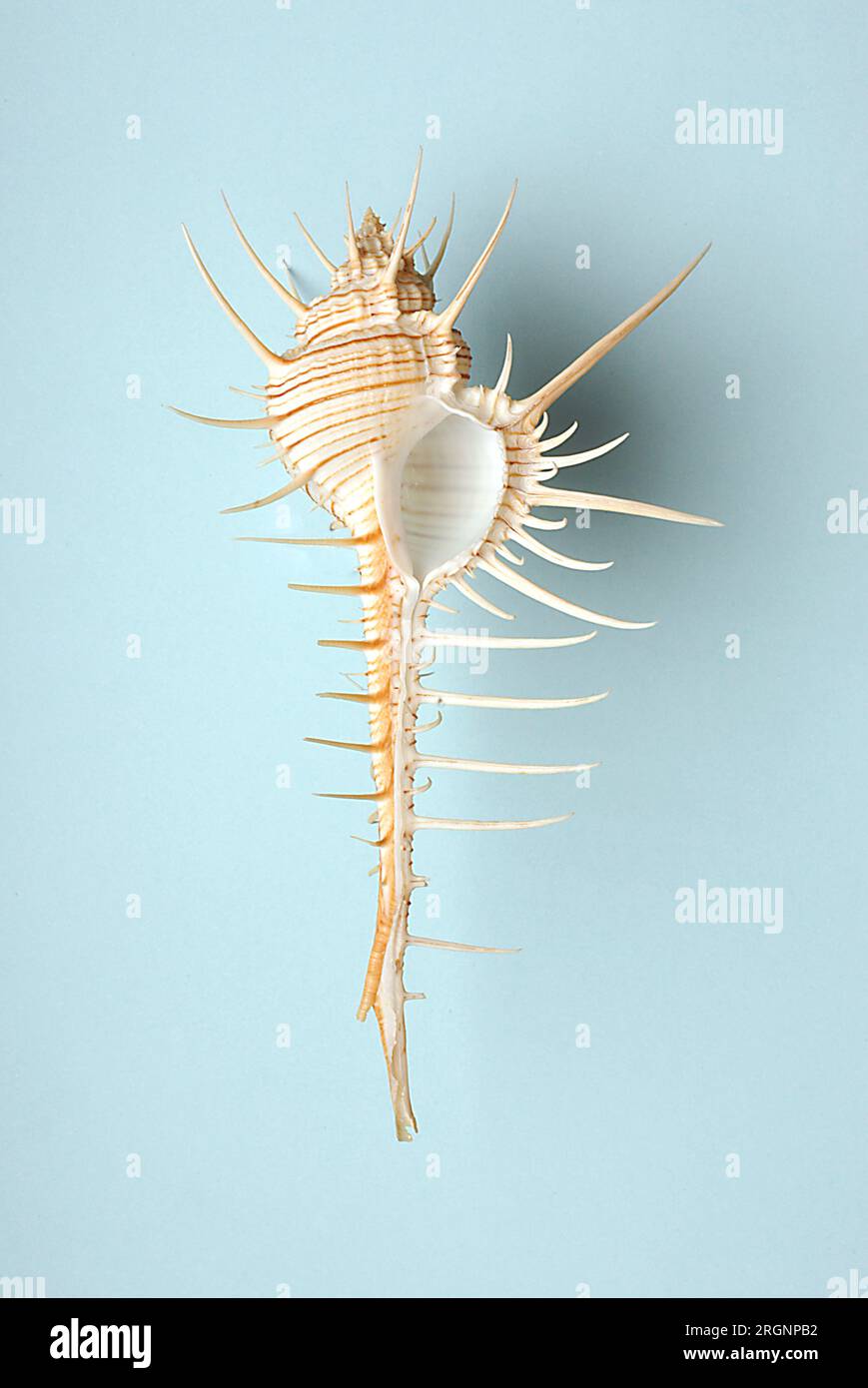 Murex troscheli, Muricidae Stock Photo - Alamy