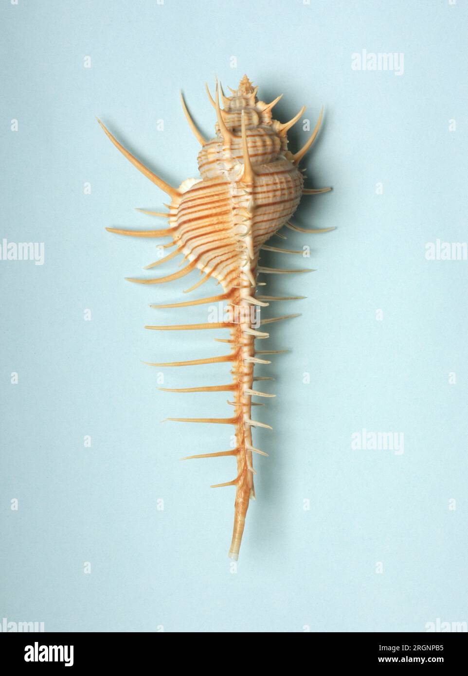 Murex troscheli, Muricidae Stock Photo - Alamy