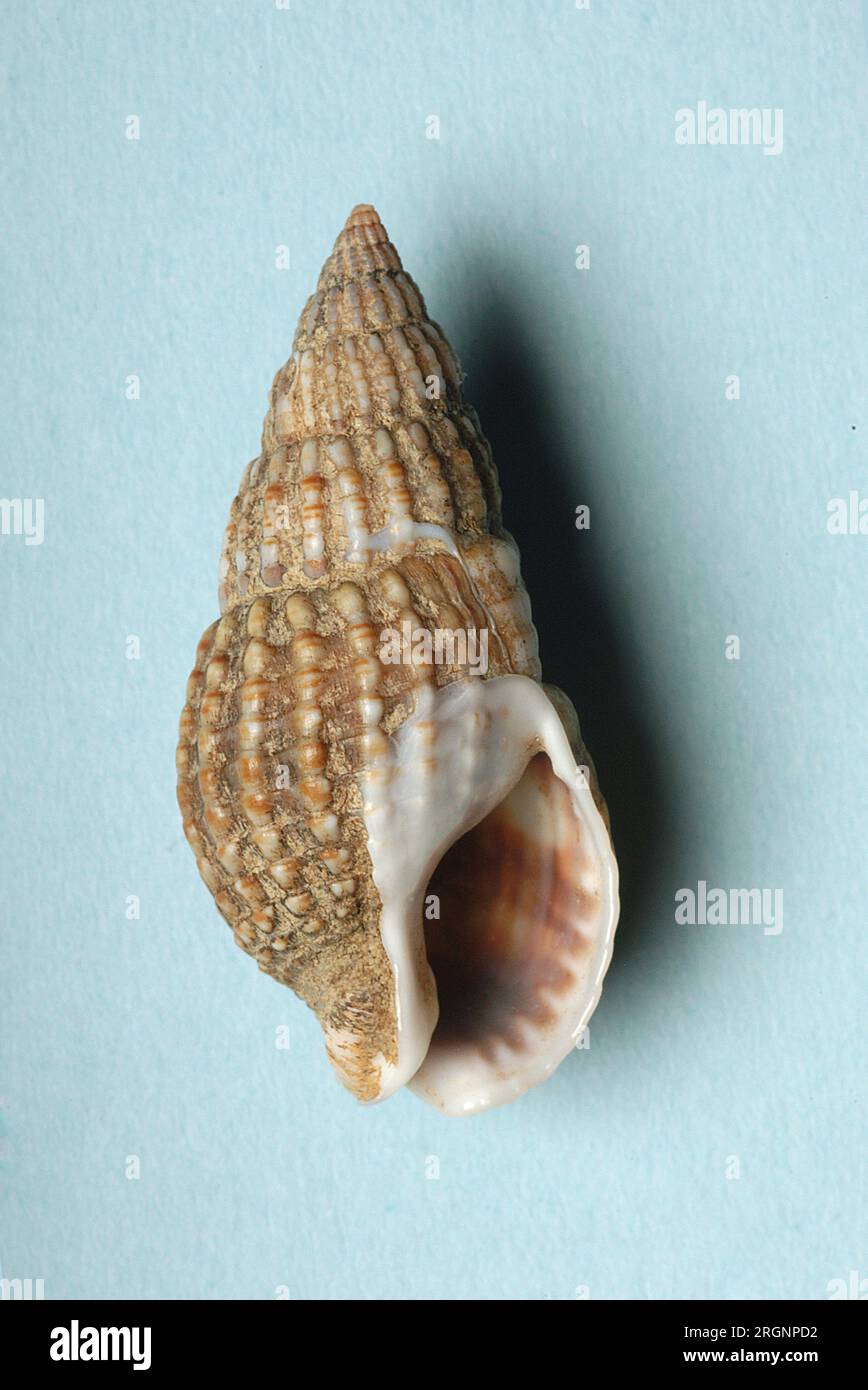 Tritia reticulata, Nassariidae Stock Photo - Alamy