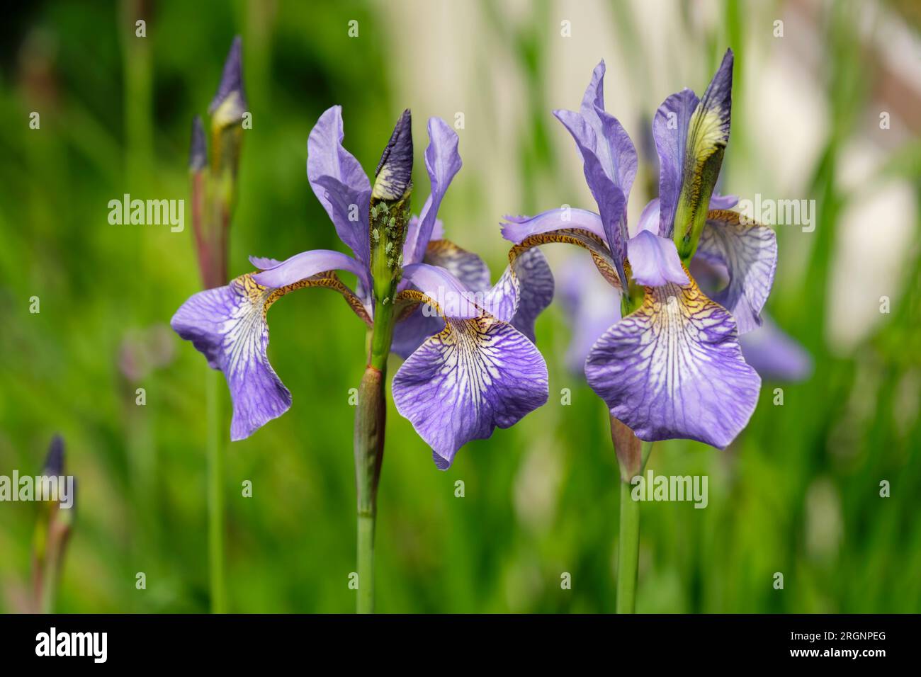 A group of beautiful purple Siberian Iris flowers with green aphids in ...