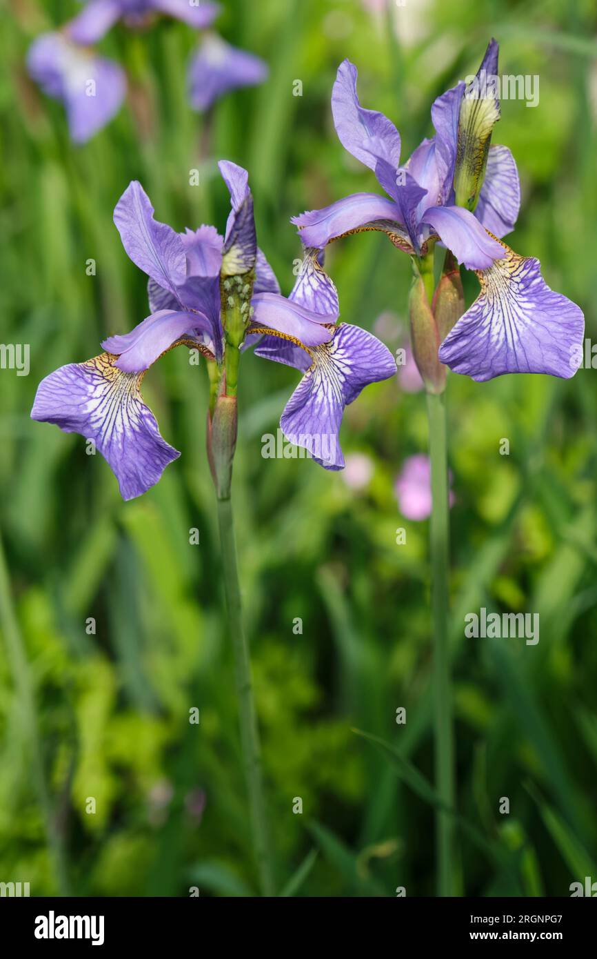 A group of beautiful purple Siberian Iris flowers with green aphids in ...