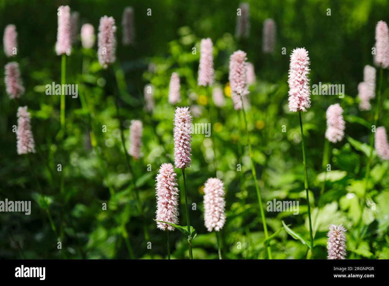 The pink flowers of the Bistorta officinalis or Persicaria bistorta ...