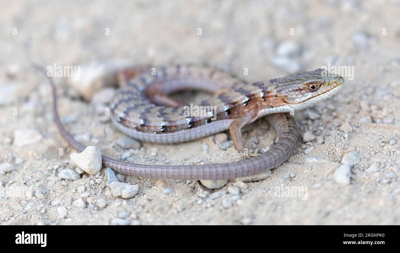 California Alligator Lizard warming on a trail after sundown. Stevens ...