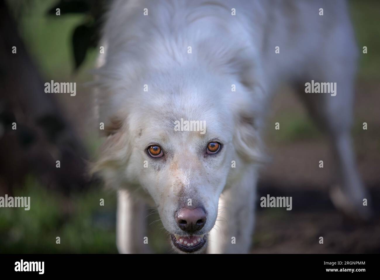 Portrait of a Maremma crossbreed dog outdoors, while looking into the ...