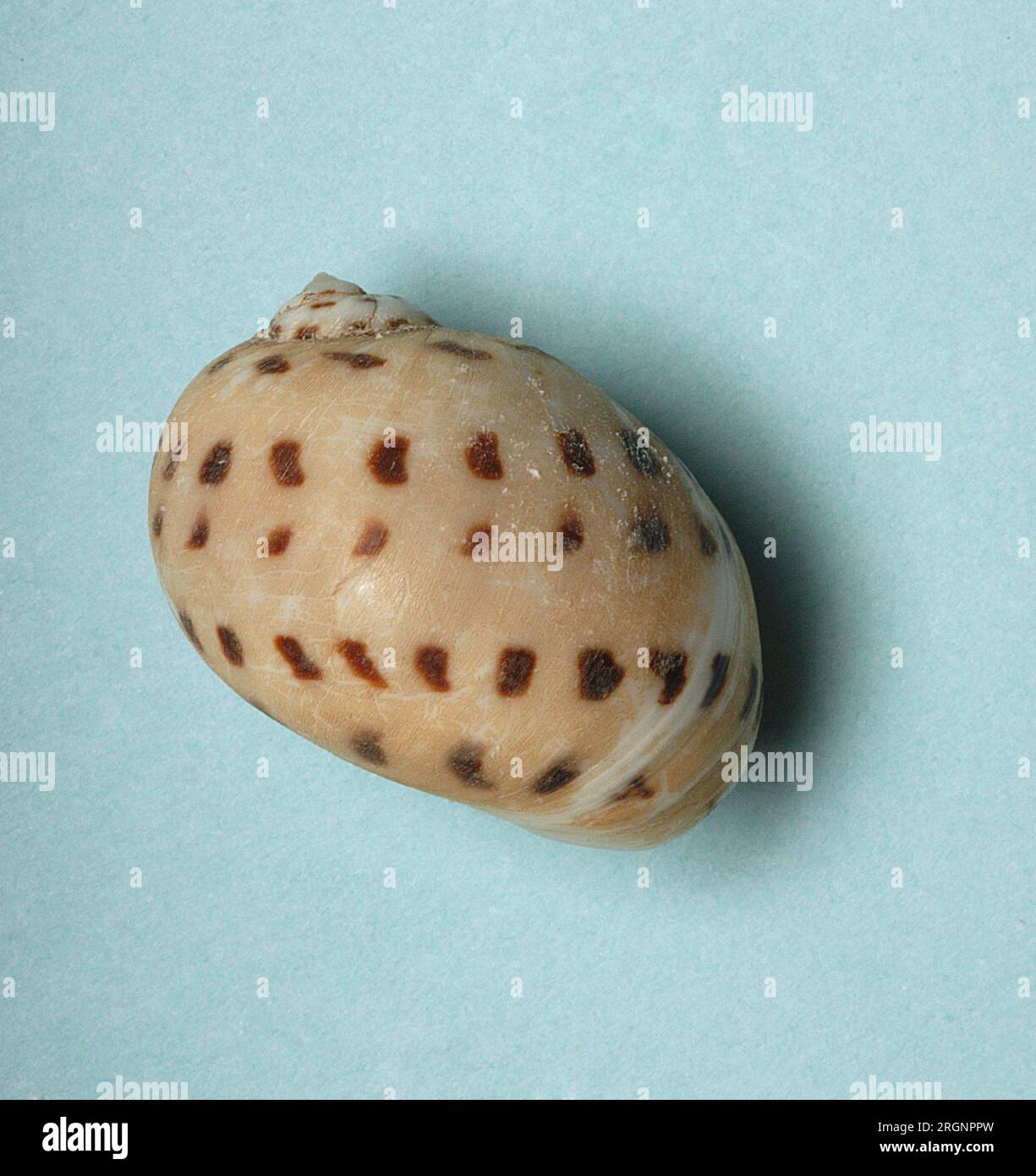 Naticarius onca, Naticidae Stock Photo - Alamy