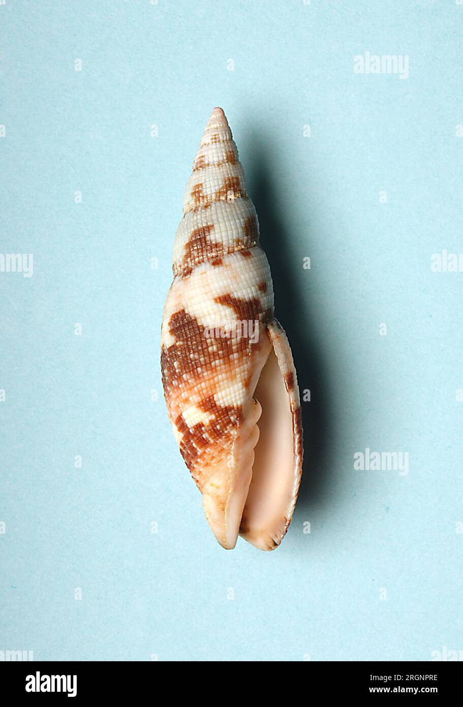 Neocancilla clathrus, Mitridae Stock Photo - Alamy