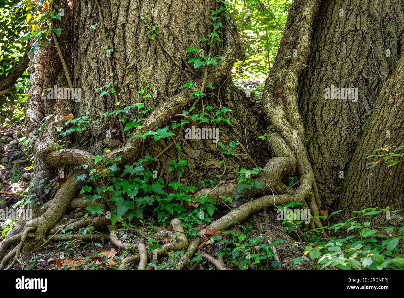 Roots of ivy and moss embrace elm trunks in a wood. Abruzzo, Italy ...