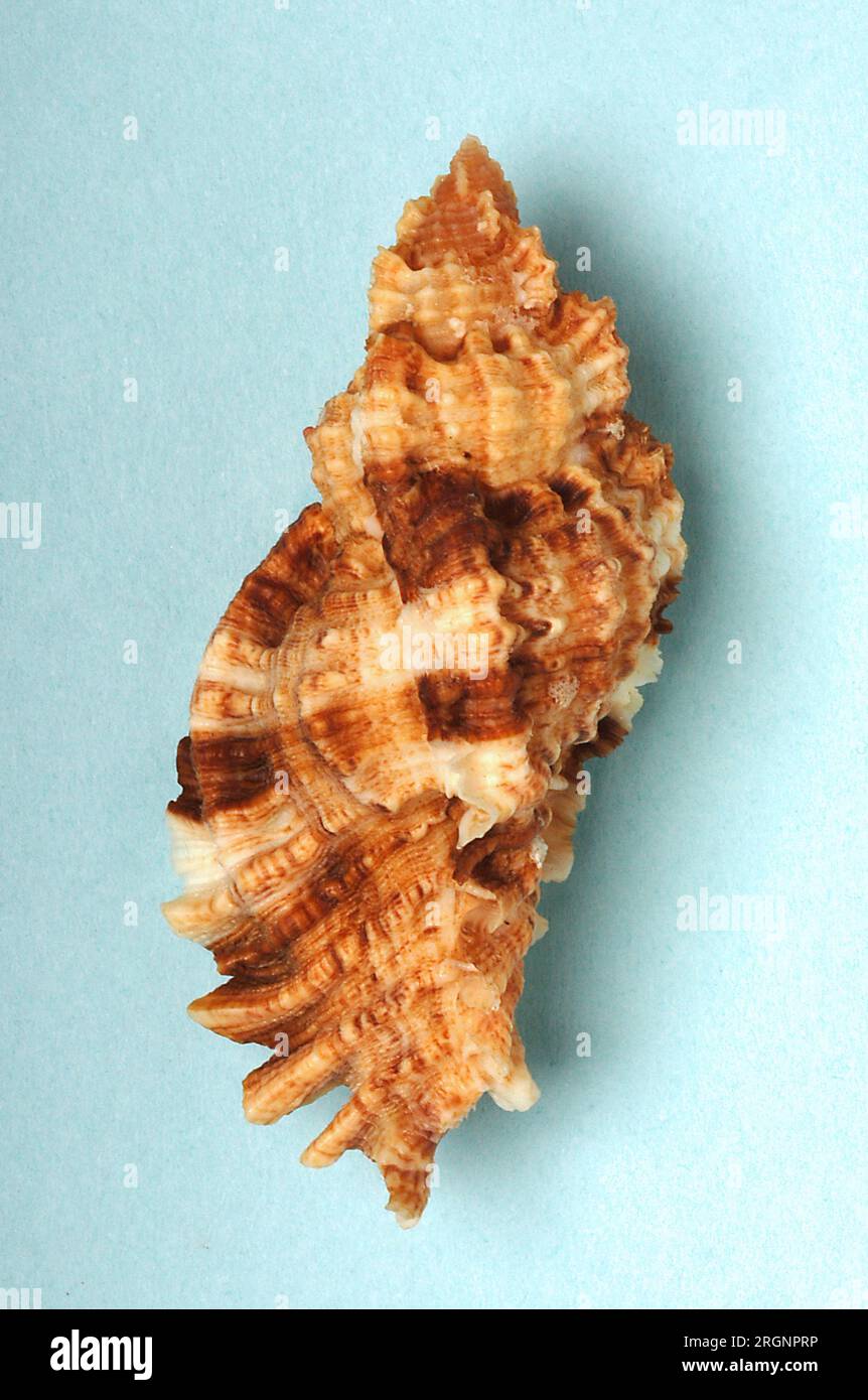 Naquetia triqueter, Muricidae Stock Photo - Alamy