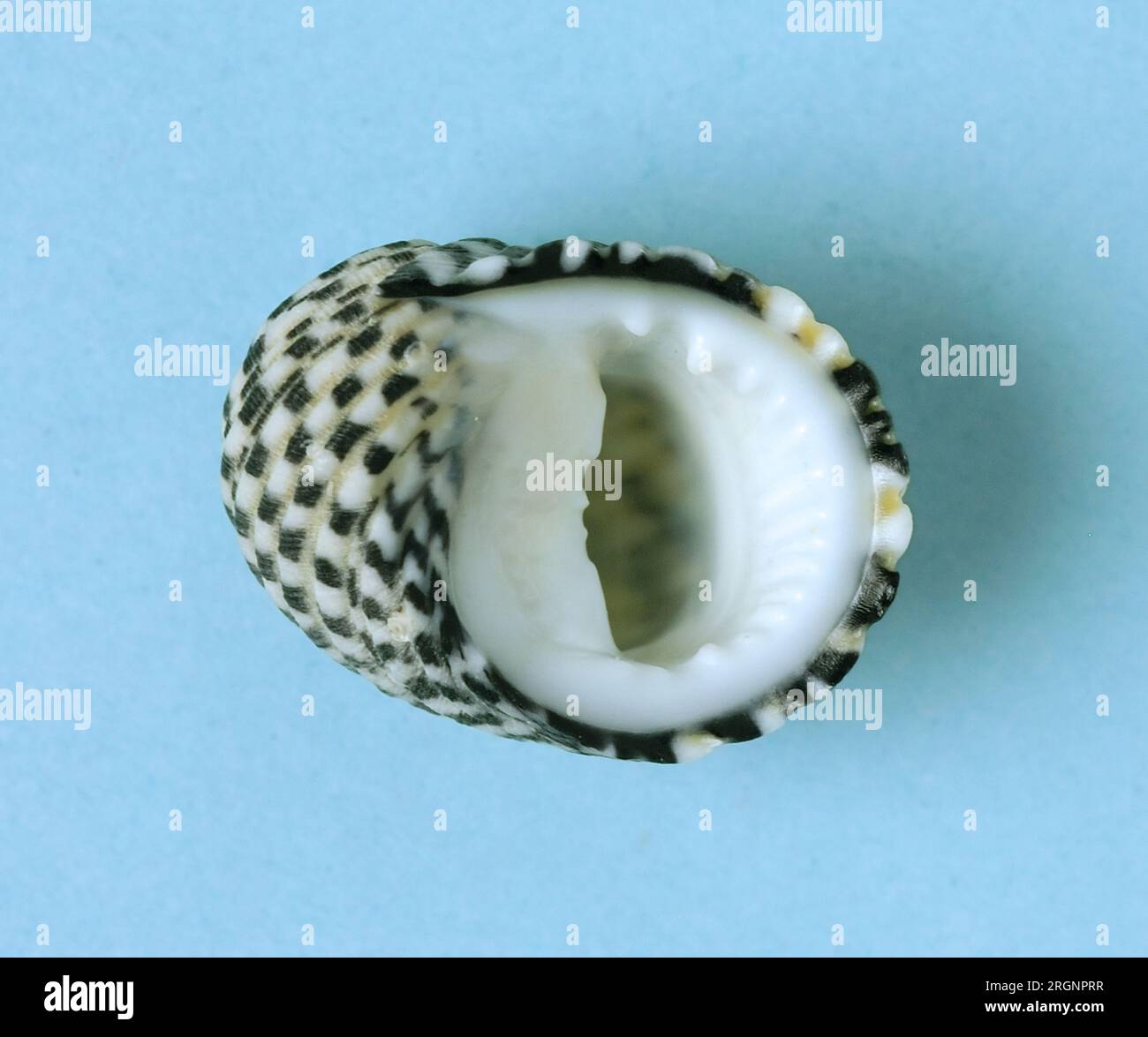 Nerita tassellata, Neritidae Stock Photo - Alamy