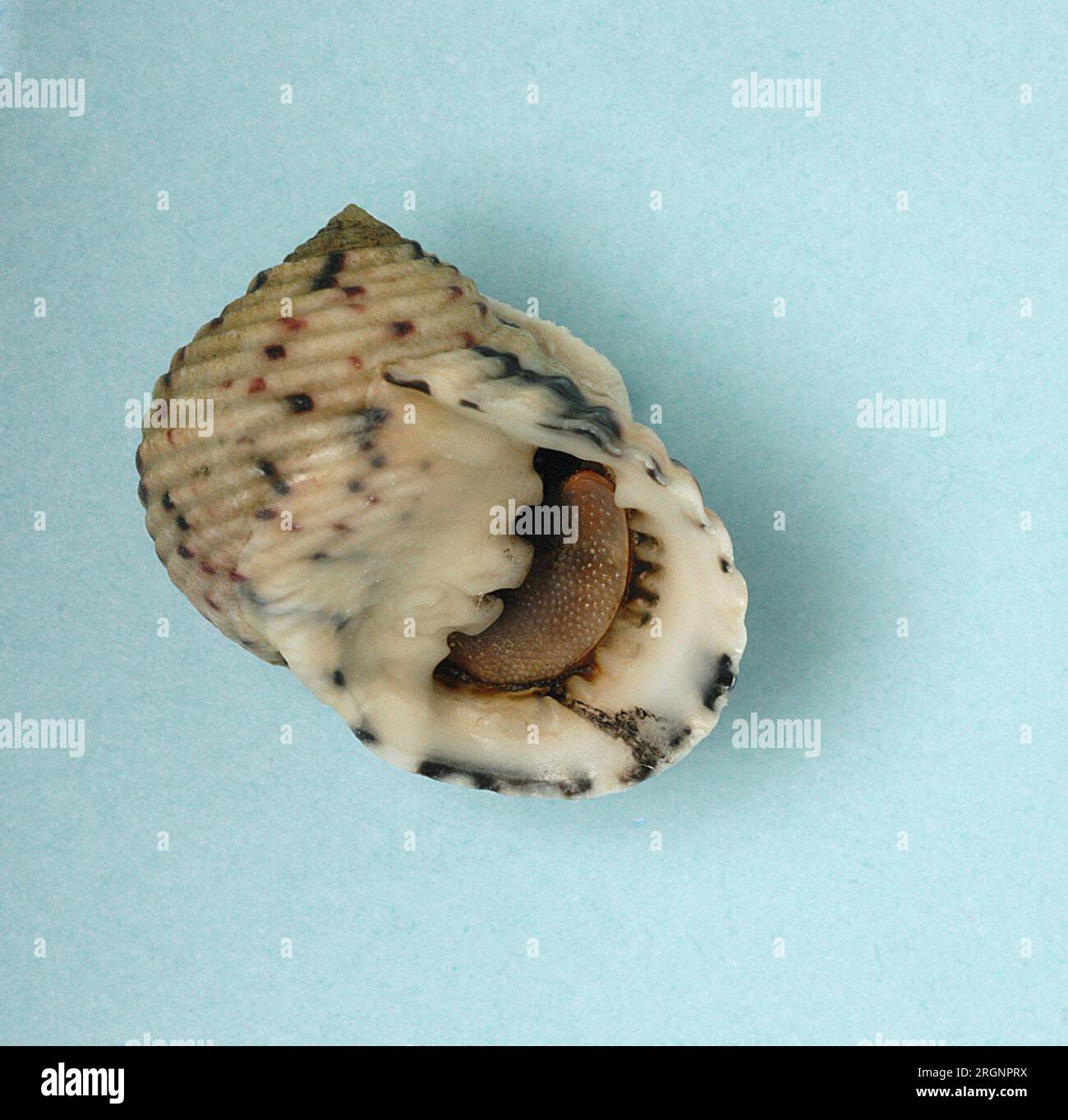 Nerita tassellata, Neritidae Stock Photo - Alamy